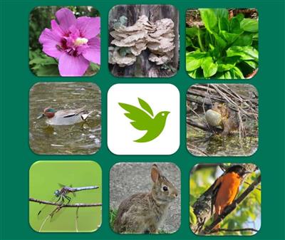 Newton Parks, Recreation and Culture: Nahanton Park BioBlitz